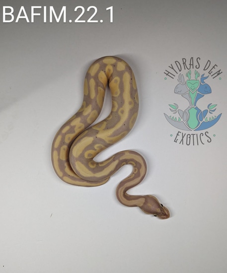 Banana Fire Ball Python by Hydra's Den Exotics