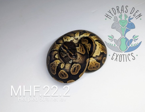 Mahogany Het Pied 50% Het Lavender Ball Python by Hydra's Den Exotics