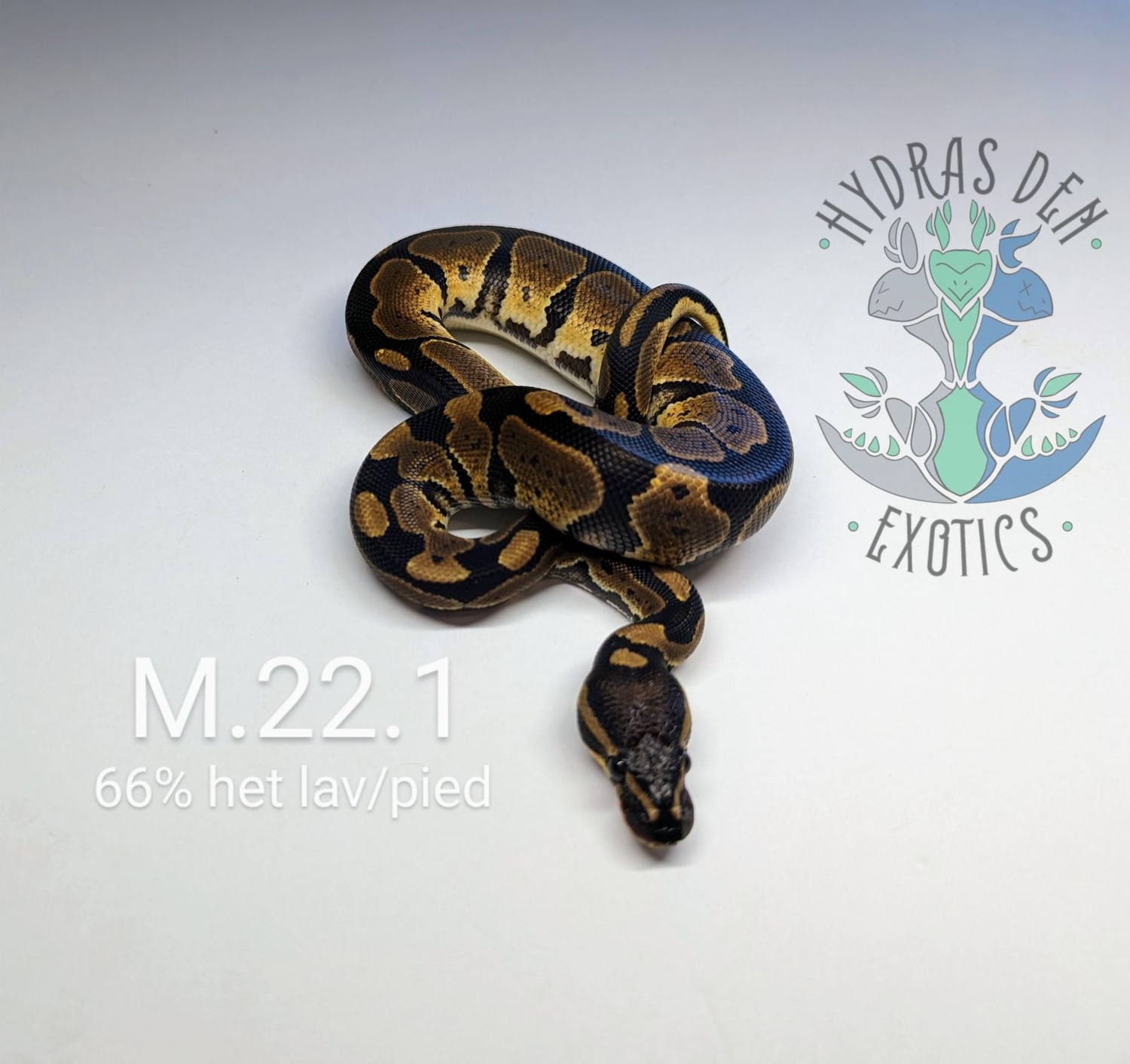 66% Het Dreamsicle Ball Python by Hydra's Den Exotics - MorphMarket