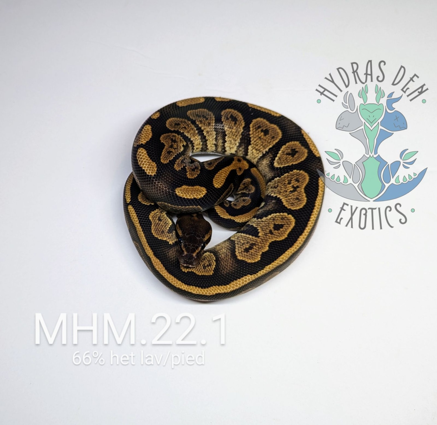 Mahogany 66% Het Dreamsicle Ball Python by Hydra's Den Exotics ...
