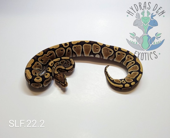Special Ball Python by Hydra's Den Exotics