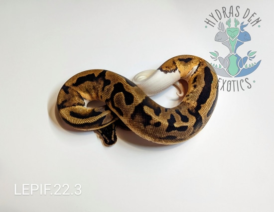 Leopard Pied Ball Python by Hydra's Den Exotics