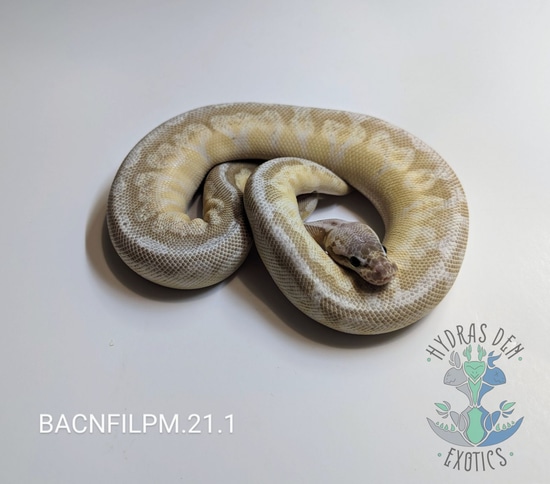 Banana Pewter Lesser Ball Python by Hydra's Den Exotics
