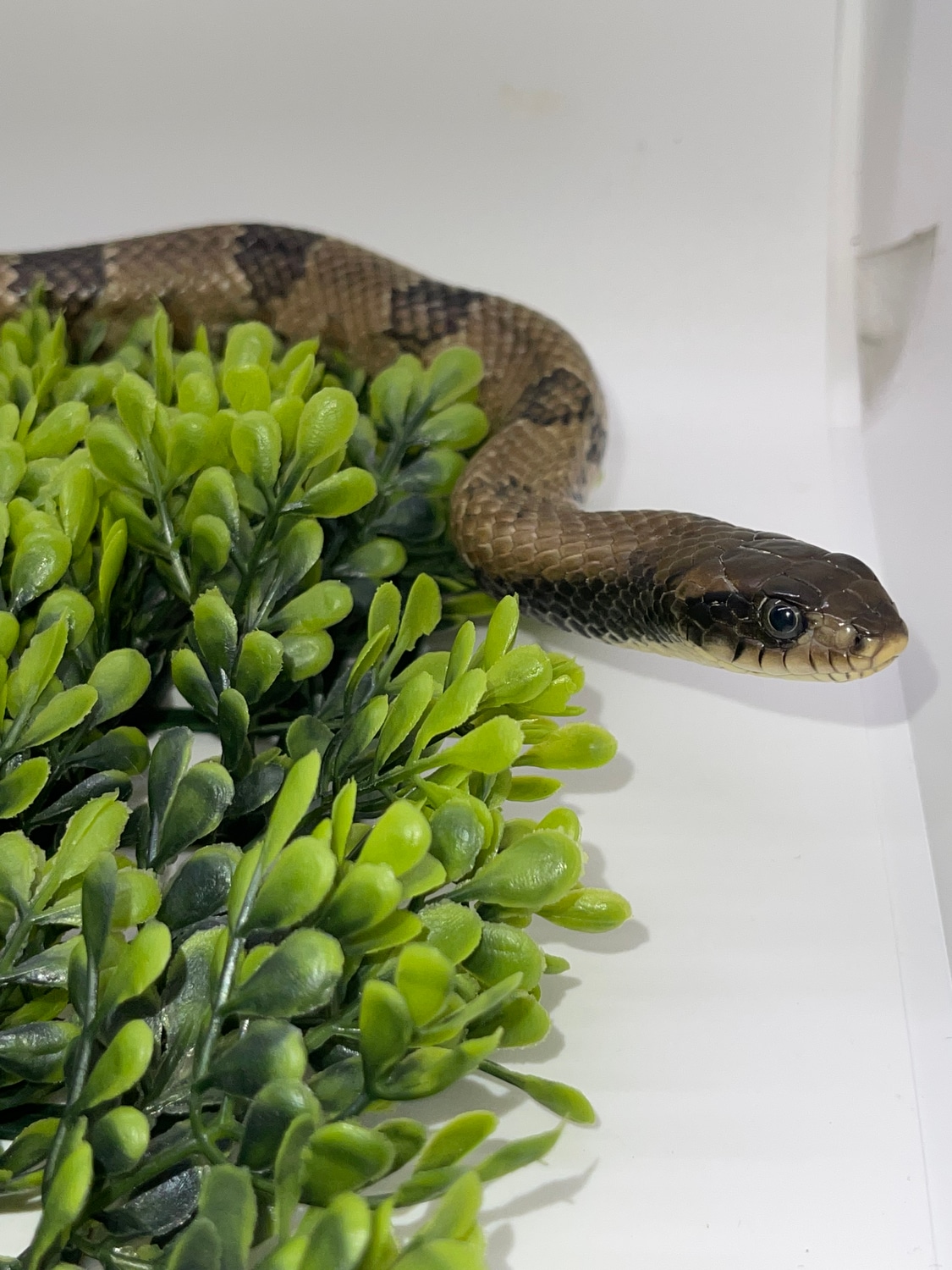 Het Lavender False Water Cobra Easter Special More Colubrid by NoMoe ...