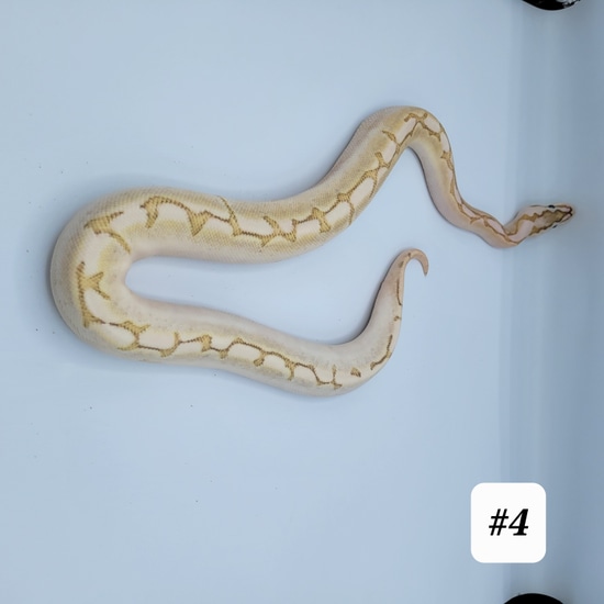 Fire, Bamboo, Spider Ball Python by Hygeia Royals