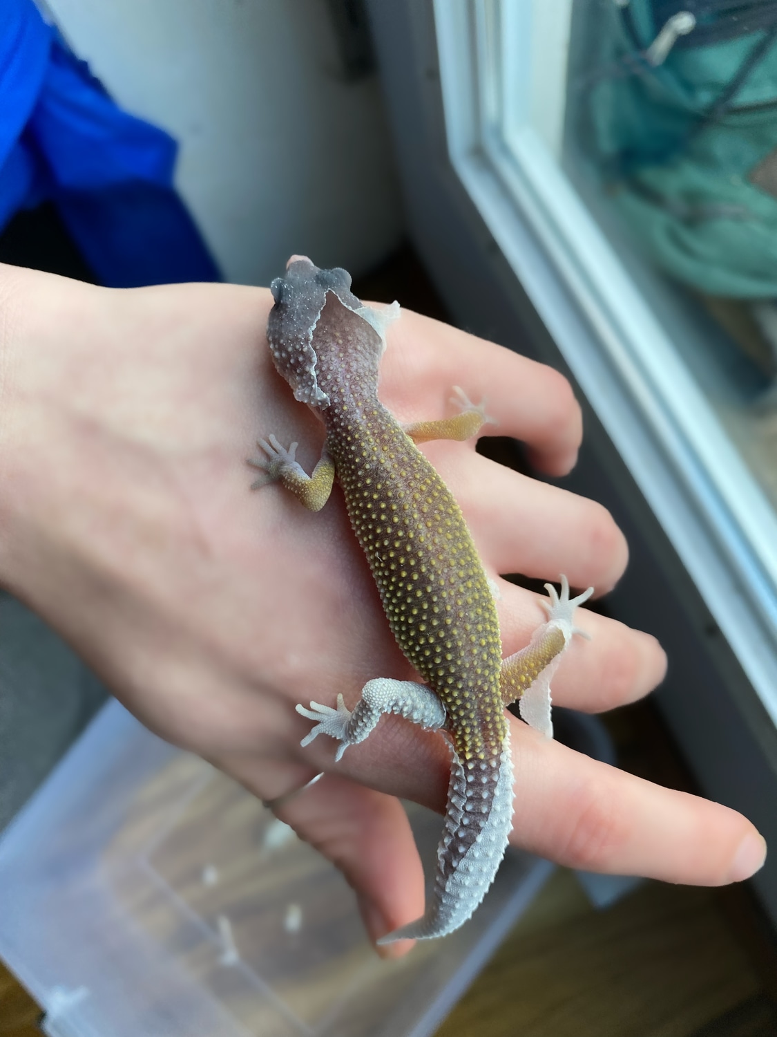 Murphys Patternless Babies Leopard Gecko by Hype-beasts - MorphMarket