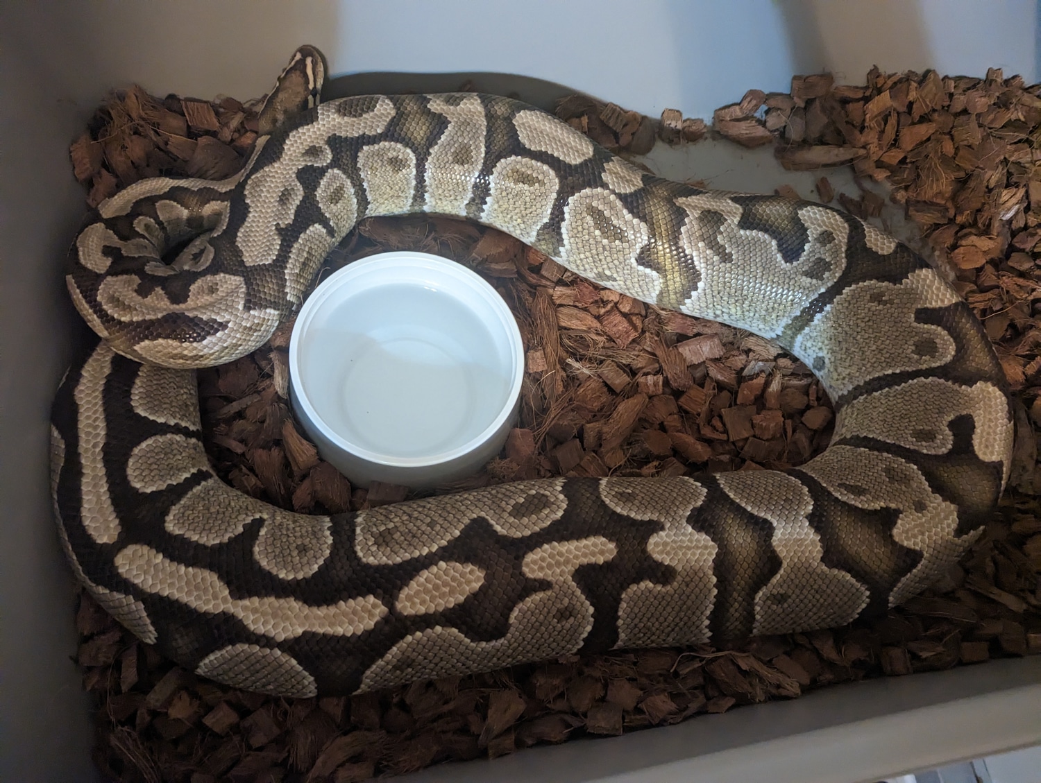 Hyperspace Reptiles's Collection - MorphMarket