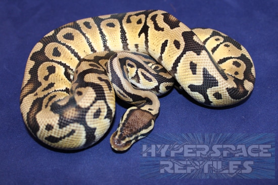 Pastel Dbl Het VPI Axanthic/Clown Ball Python by Hyperspace Reptiles