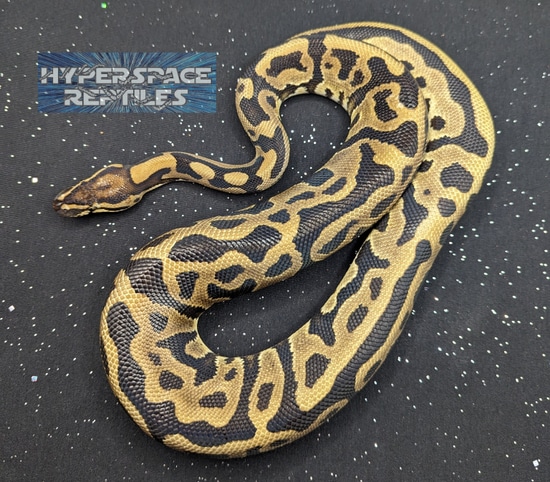 Leopard (Poss Super) Double Het VPI Axanthic/Clown ALMOST RTB Ball ...