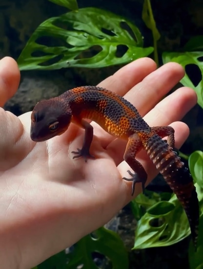 Black Night Mandarin Tangerine Het Tremper Albino Leopard Gecko by ...