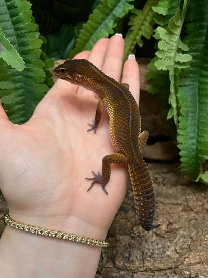 Black Night Mandarin Tangerine Het Tremper Albino Leopard Gecko by ...
