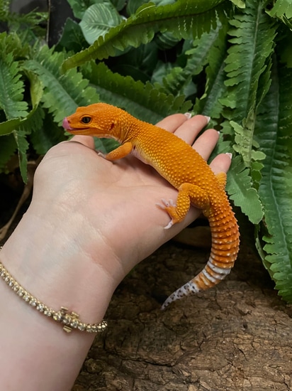Blood Electric Tangerine Leopard Gecko by Hypnotic Gecko