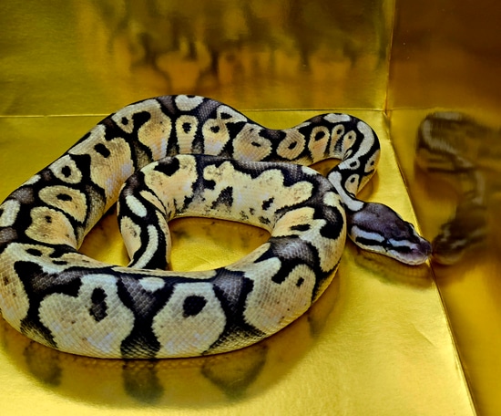 Pastel, Calico Ball Python by Hypnotic Serpents LLC
