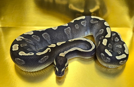 GHI, Mojave, YB, Pos. Het. Clown Ball Python by Hypnotic Serpents LLC
