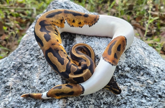 Smiley Face) Pied, Pos, Het. Clown Ball Python by Hypnotic Serpents LLC