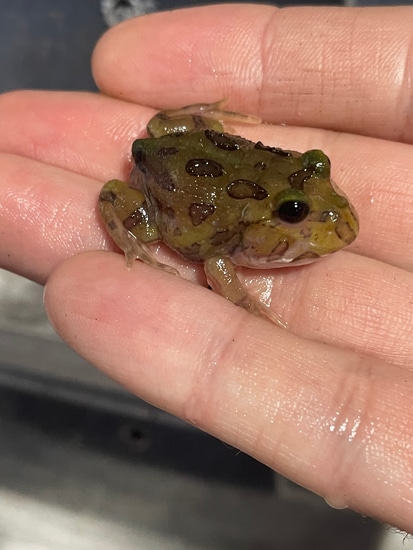 Yellow Translucent Black Eyed Mutant Pacman Frog by HypnoToad Tom’s Frogs
