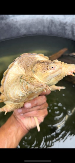 Hypo Common Snapping Turtle by Snappaville Turtles & Tortoises