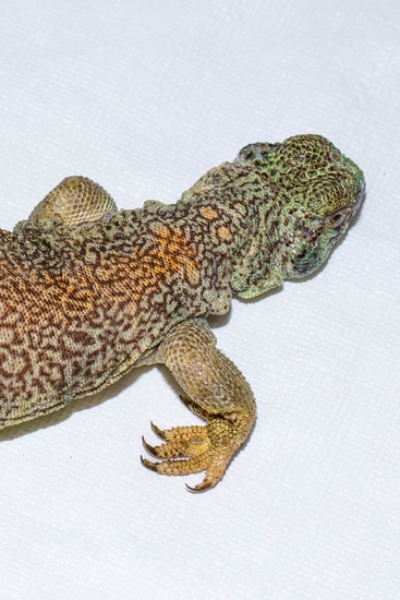 CB U.Thomasi Green Pahse Uromastyx by HZOTICS