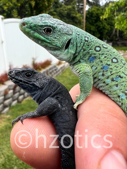 Jeweled Lacerta Pair (Timon Lepidus) by Hzotics