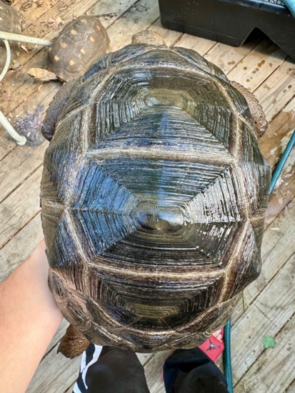 11inches Perfect Shell Aldabra Tortoises by Warren's reptile hub