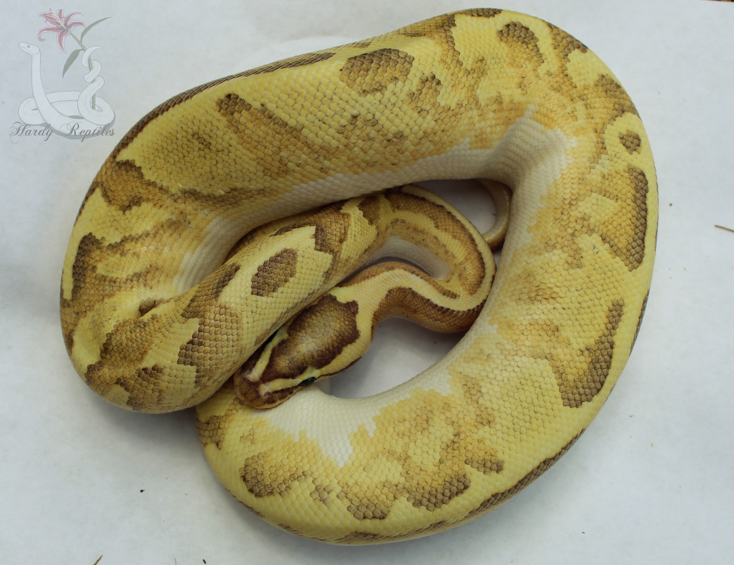 Enchi Disco Inferno Ball Python by Hardy Reptiles - MorphMarket