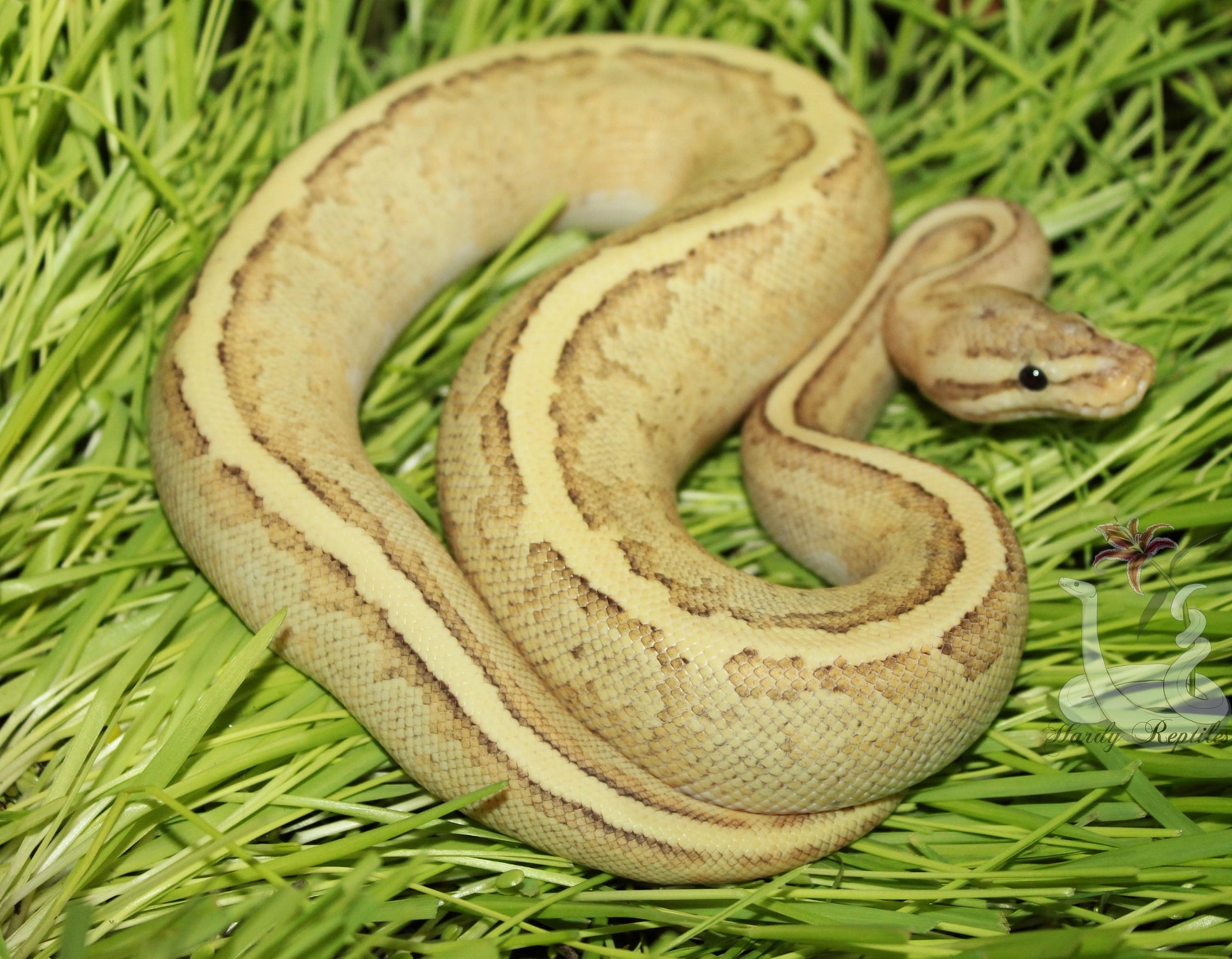 Disco Fire Pinstripe Ball Python by Hardy Reptiles - MorphMarket