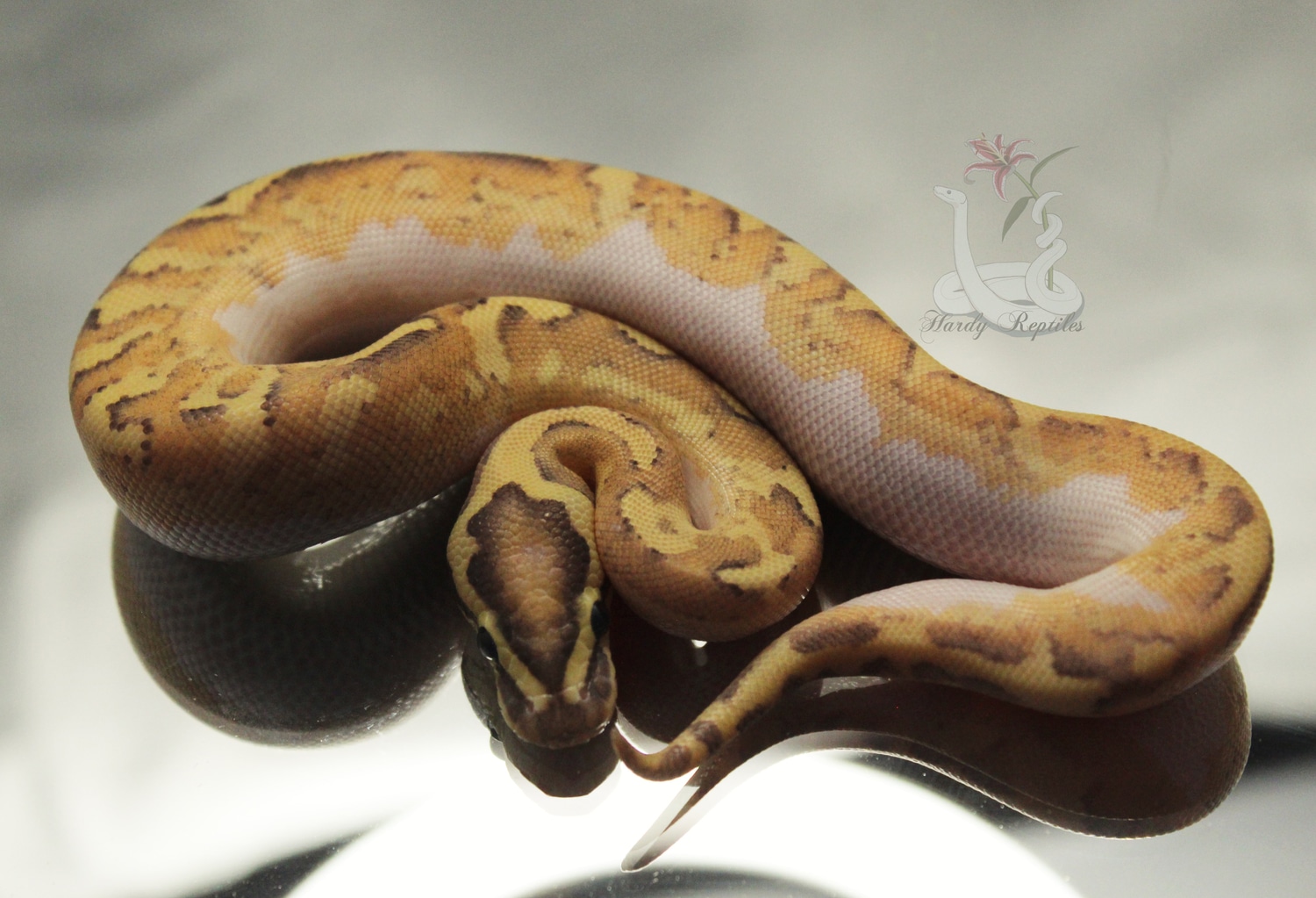 Disco/fire Enchi Yellowbelly Ball Python by Hardy Reptiles - MorphMarket