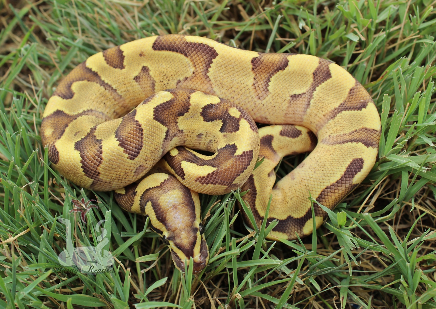 Enchi Vanilla Cream Ball Python by Hardy Reptiles - MorphMarket
