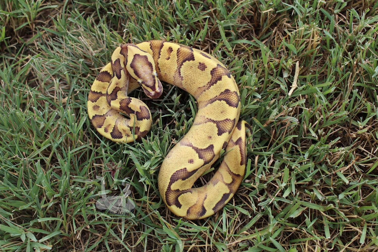 Vanilla Disco Enchi Ball Python by Hardy Reptiles - MorphMarket