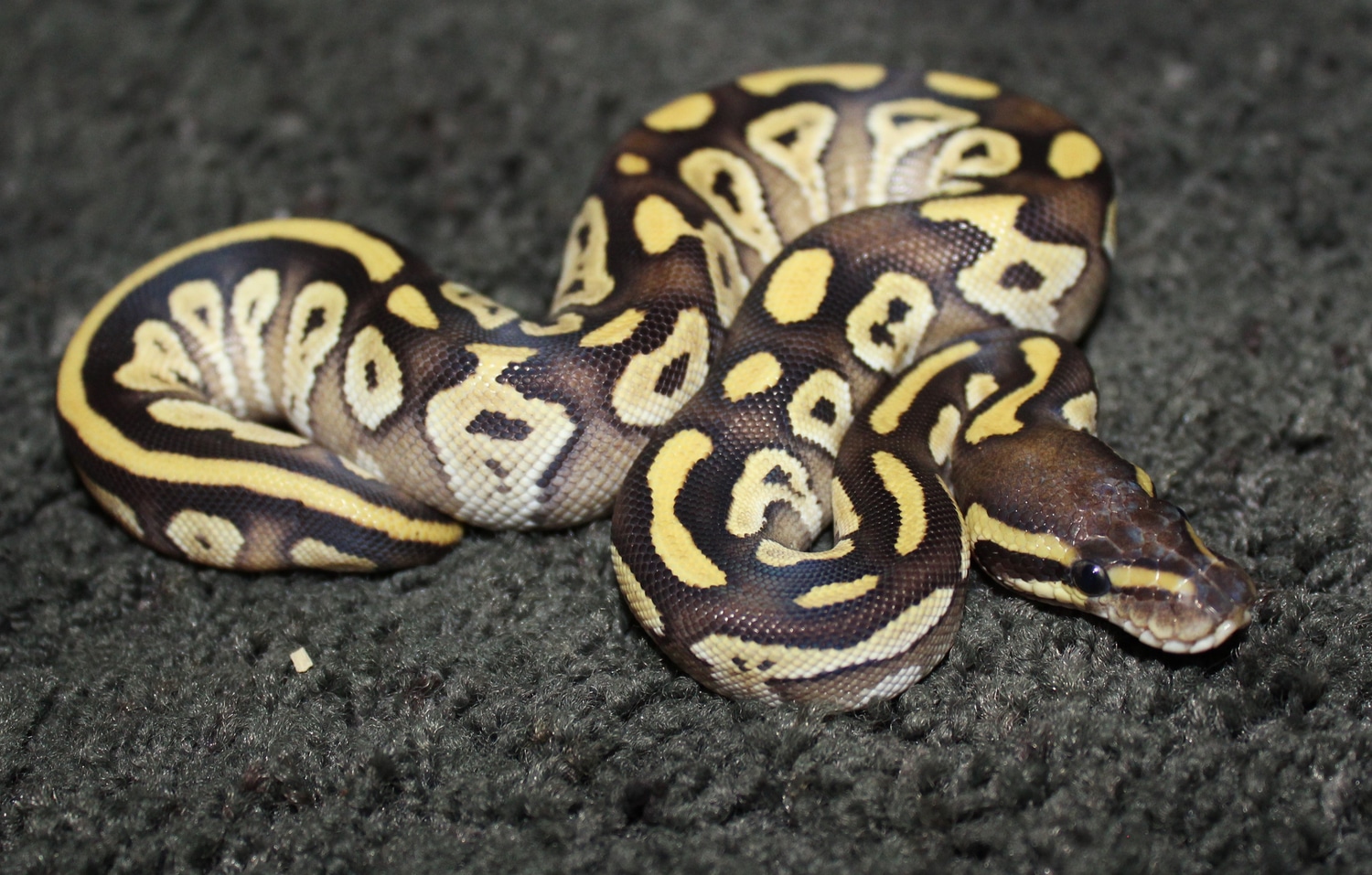 22023 Fire Mojave Ball Python by Hardy Reptiles - MorphMarket