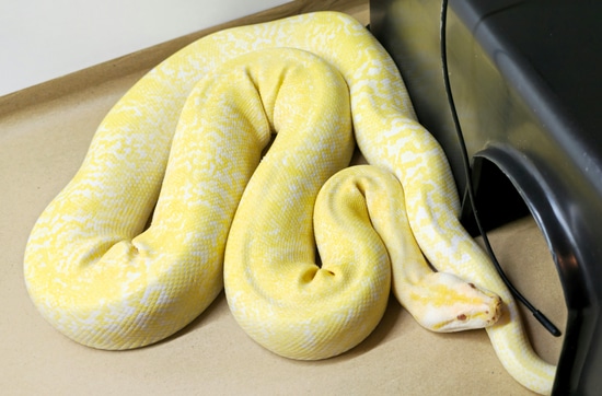 Cb22 Albino Granite Het Caramel Burmese Python by Leahs Piedballz