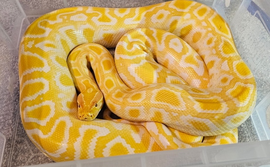 Cb20 Female Albino Burmese Python by Leahs Piedballz