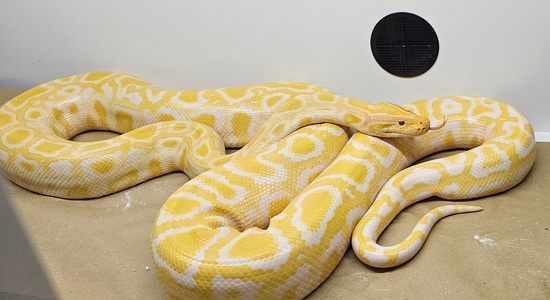 Cb20 Albino Burmese Female Burmese Python by Leahs Piedballz