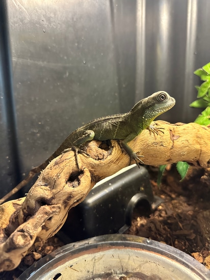 (Captive Breed) Baby Chinese Water Dragon by BIGEXOTIX