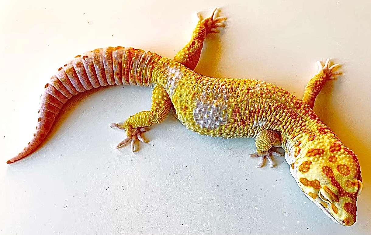 Giant W/Y Tangerine Tremper 66% Het. Eclipse Pos. Pastel Leopard Gecko ...