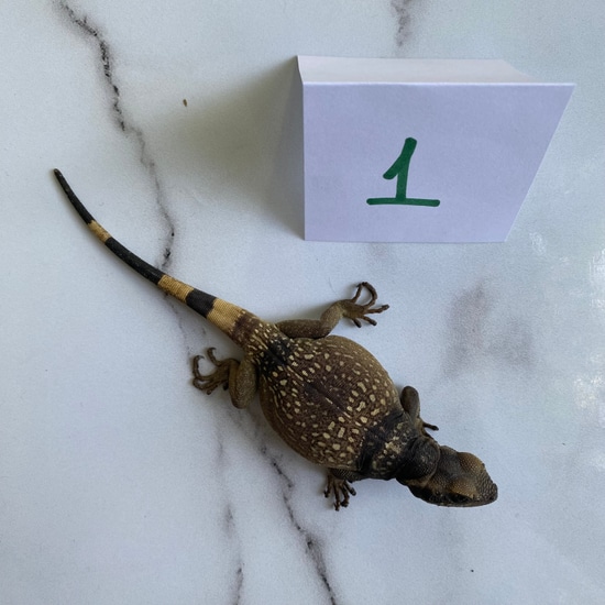 CB Chuckwalla - Sauromalus Ater More Lizard by Nuts Herps