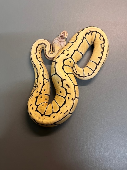 Lemonblast Desert Ghost Ball Python by ICR