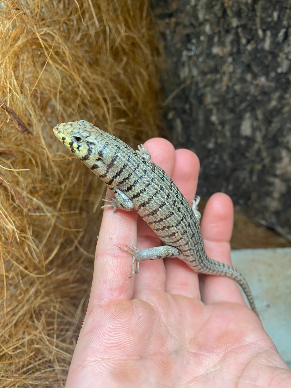 Juvie Zebra Skinks Other Skink by ILM - MorphMarket