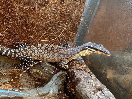 Kimberley Rock Monitor Other Monitor by ILM