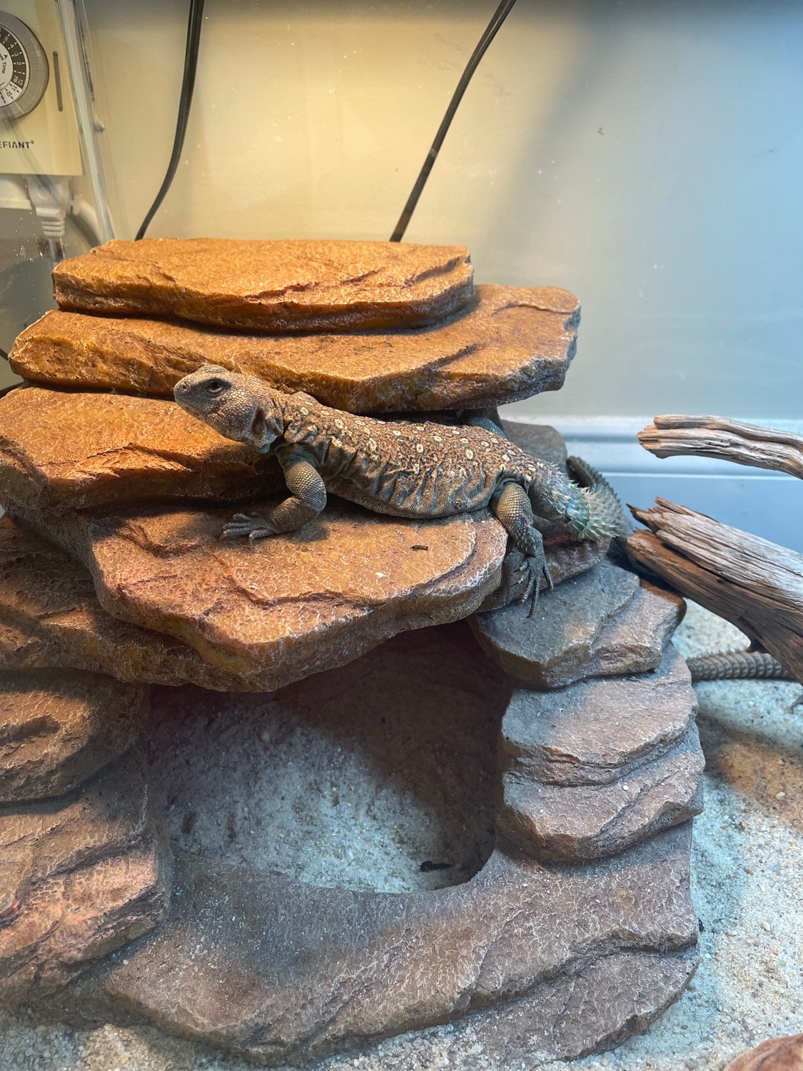 Ocellated Uromastyx by Carolina Royal Dragons - MorphMarket