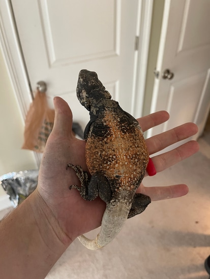 Red Back Chuckwalla More Lizard by Carolina Royal Dragons