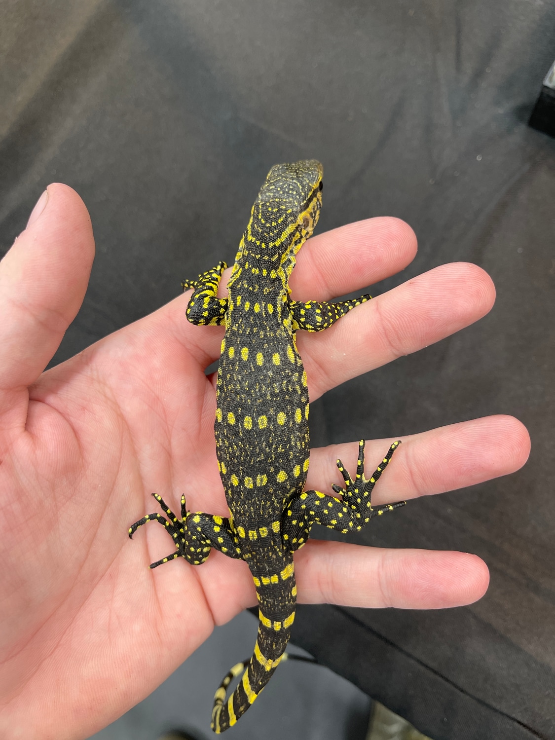 Ornate Monitors Nile Monitor by Carolina Royal Dragons - MorphMarket