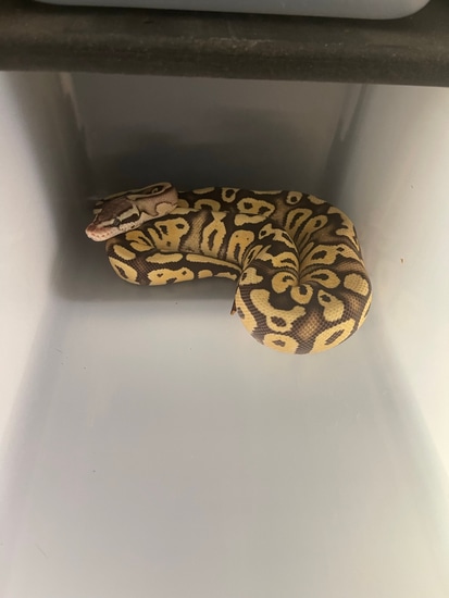Mystic Firefly 100% Het. Puzzle Ball Python by Carolina Royal Dragons