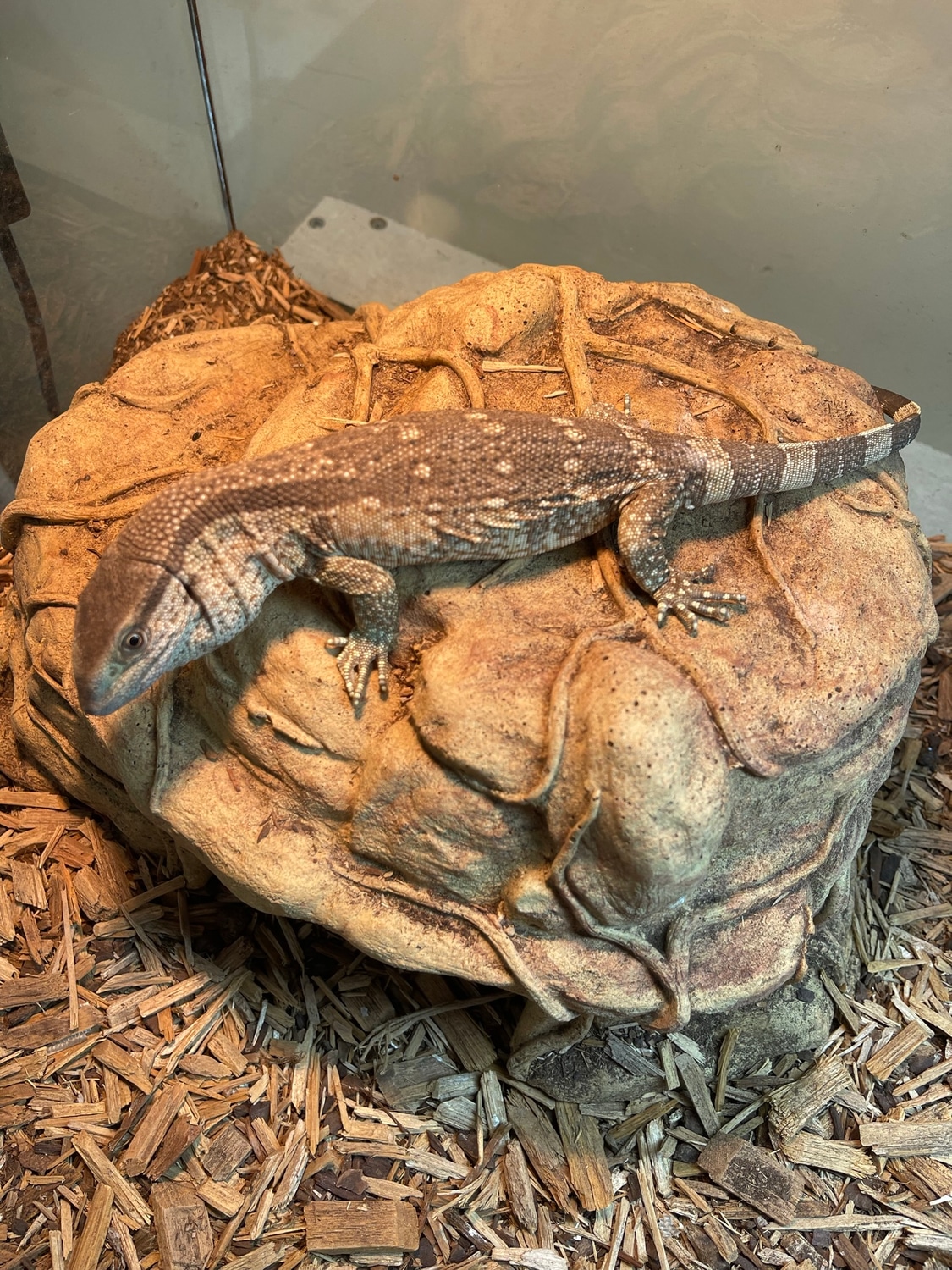 White Throat Monitor Black-Throated Monitor by Carolina Royal Dragons ...