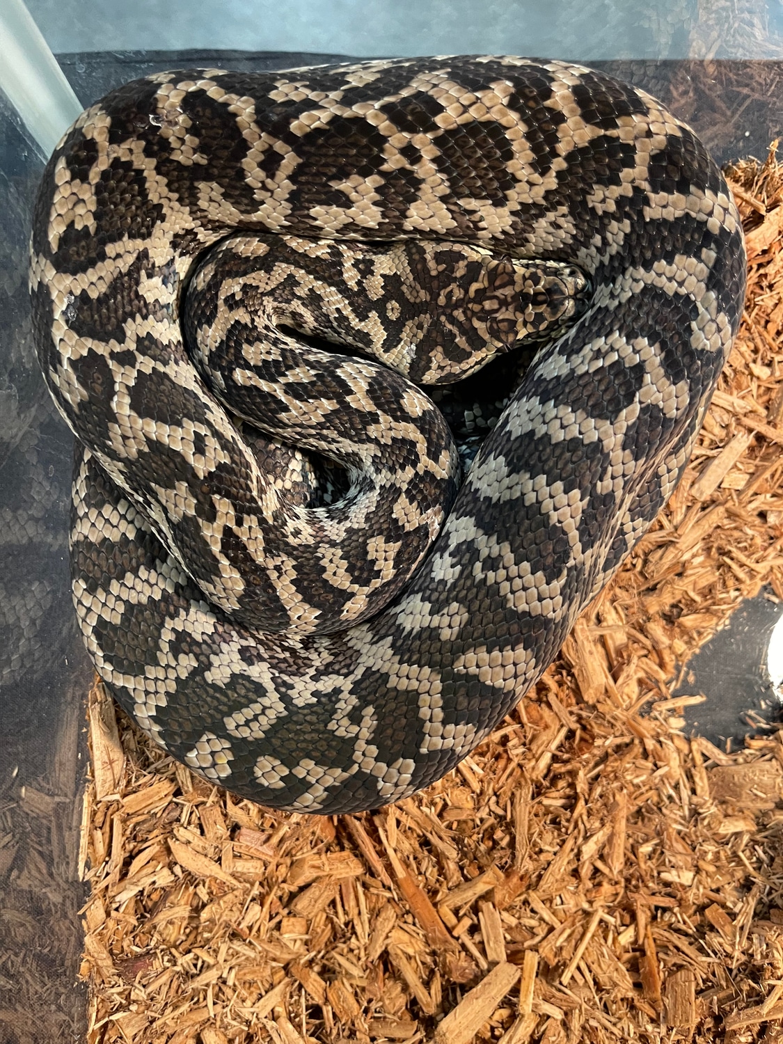 Zebra Het. Axanthic Other Carpet Python by Carolina Royal Dragons ...