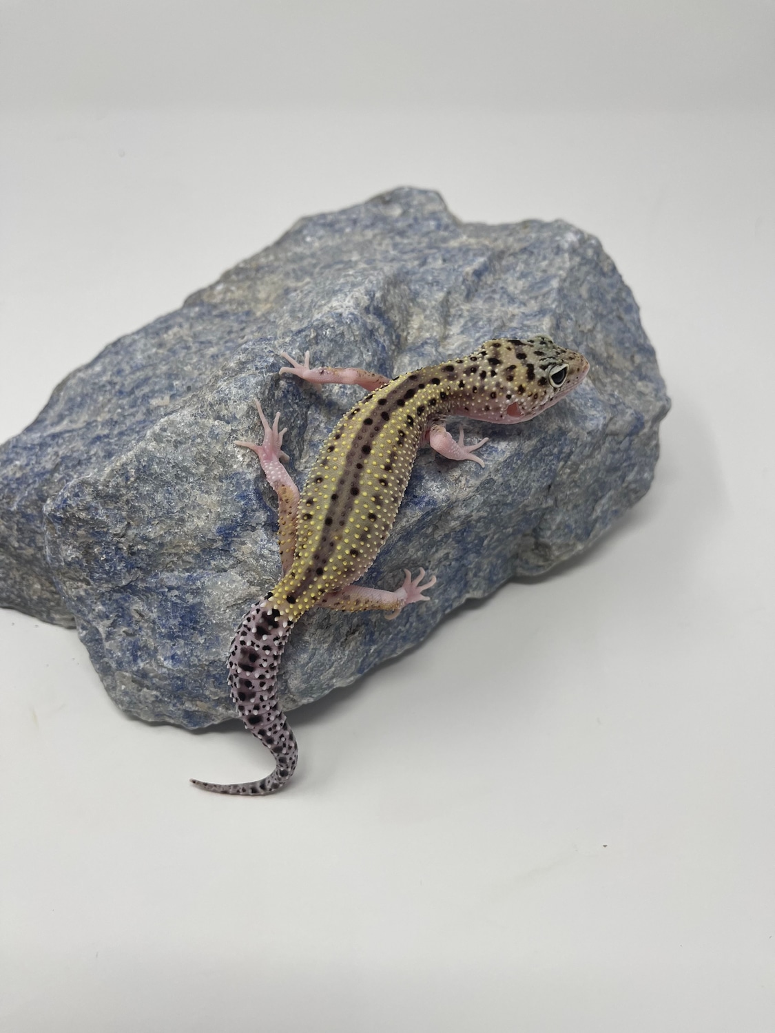 Hyper Xanthic Reverse Stripe Het. RAPTOR Leopard Gecko by Carolina ...