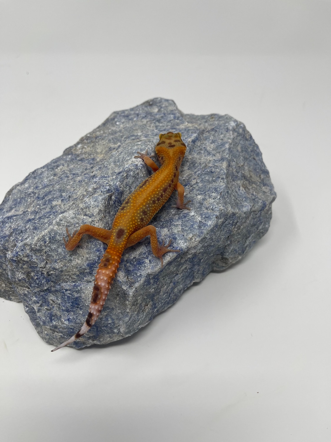 Blood Emerine Tremper Red Stripe Leopard Gecko by Carolina Royal ...