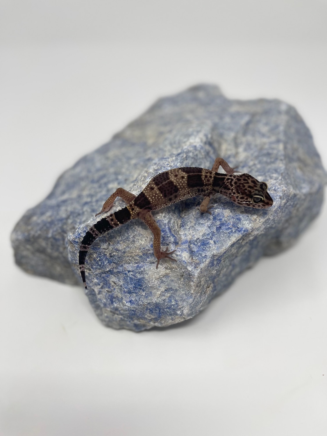 Black Night Het. Blizzard Leopard Gecko by Carolina Royal Dragons ...