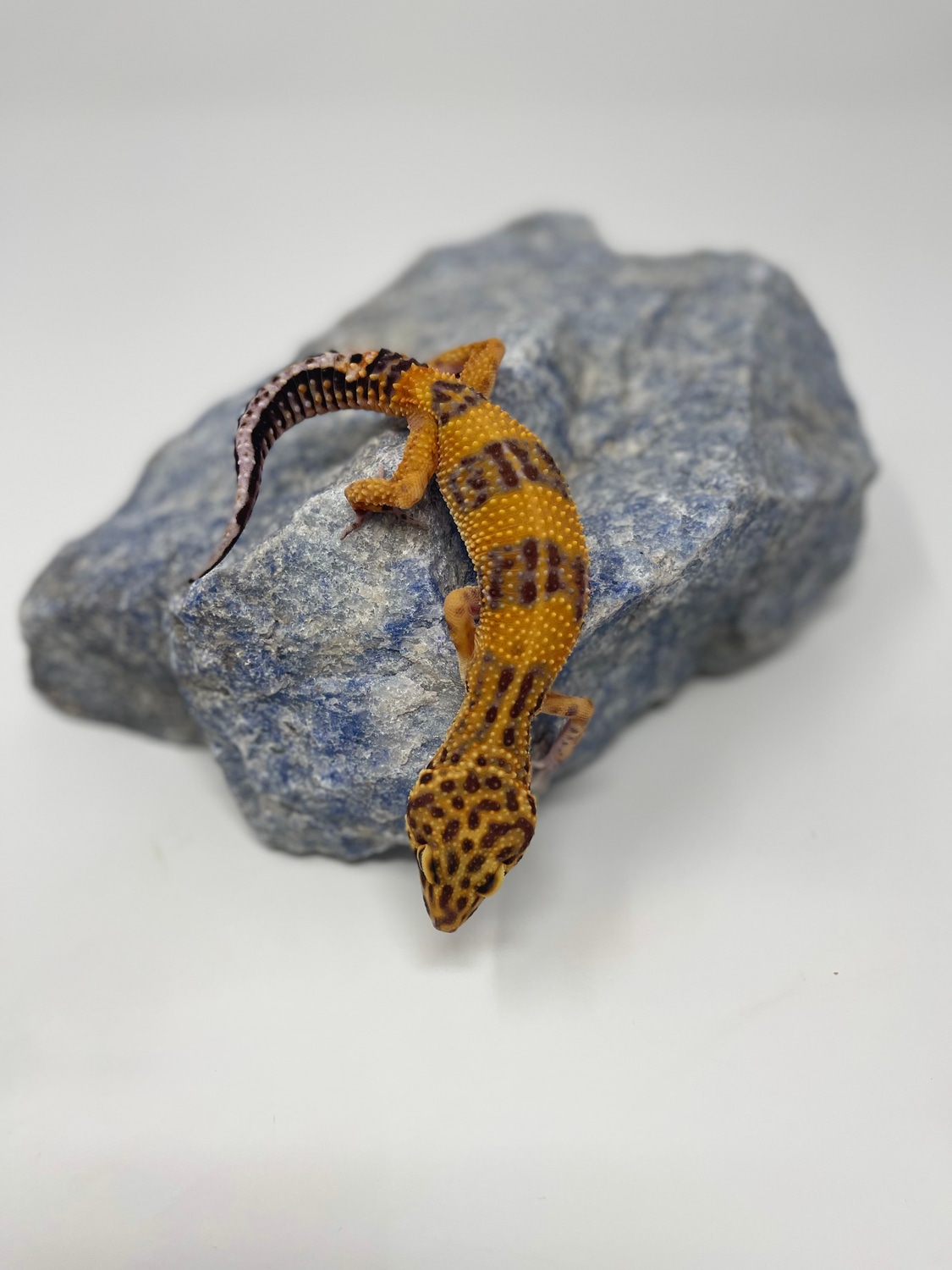 Blood Tremper Giant Leopard Gecko by Carolina Royal Dragons - MorphMarket