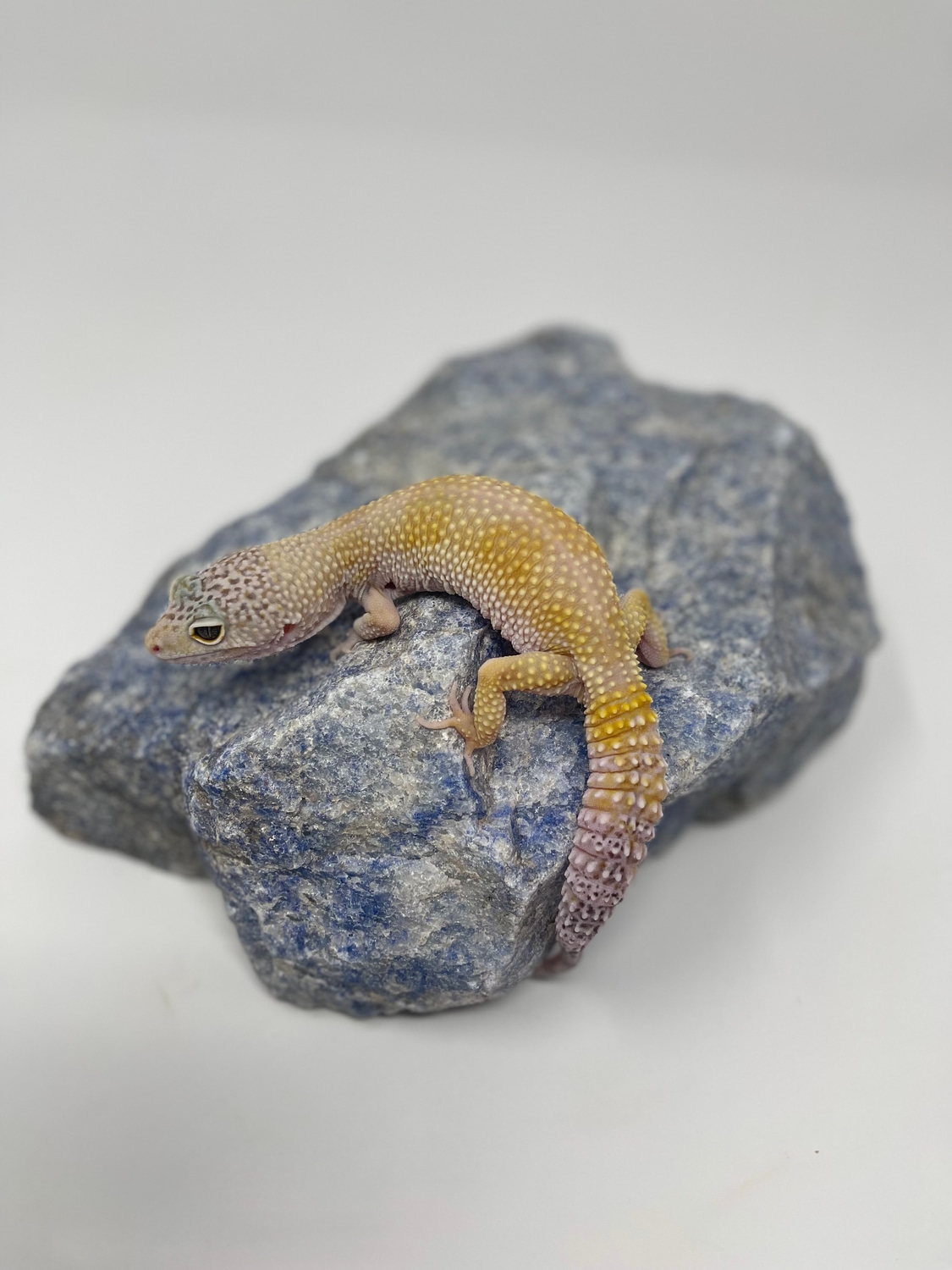 Hypo Tangerine Leopard Gecko by Carolina Royal Dragons - MorphMarket